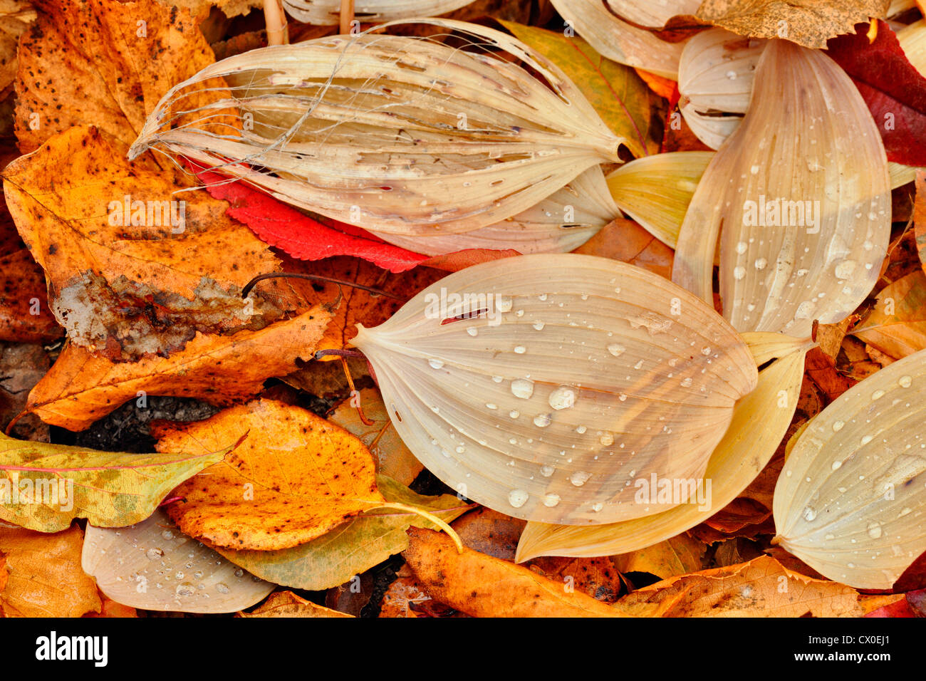 Fragile seal hi-res stock photography and images - Alamy