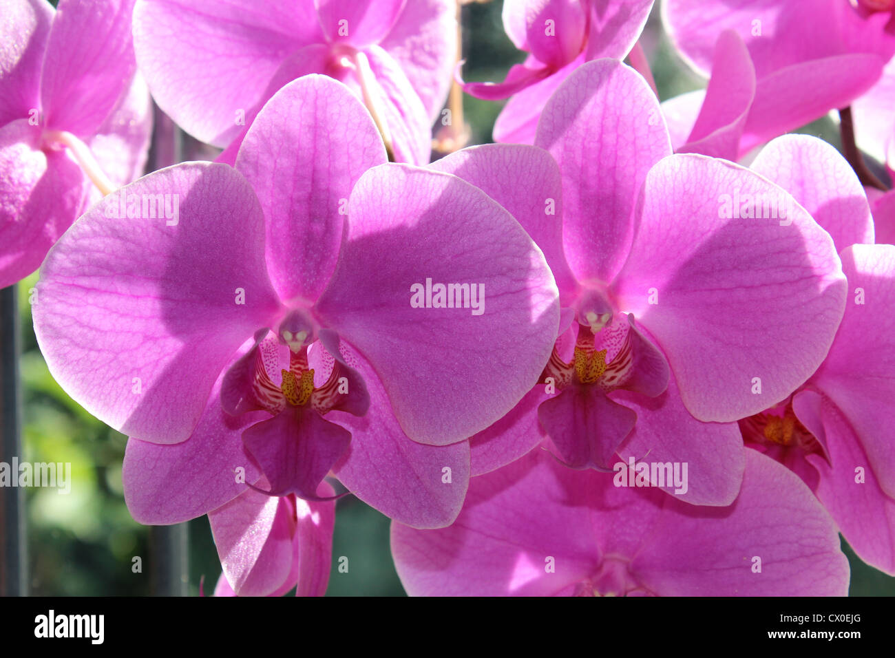 Weird orchids hi-res stock photography and images - Alamy