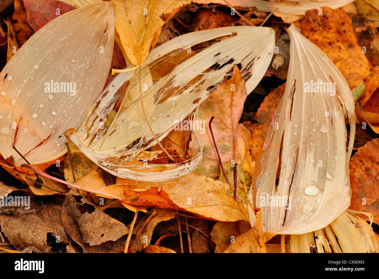 Crabapples leaves hi-res stock photography and images - Alamy