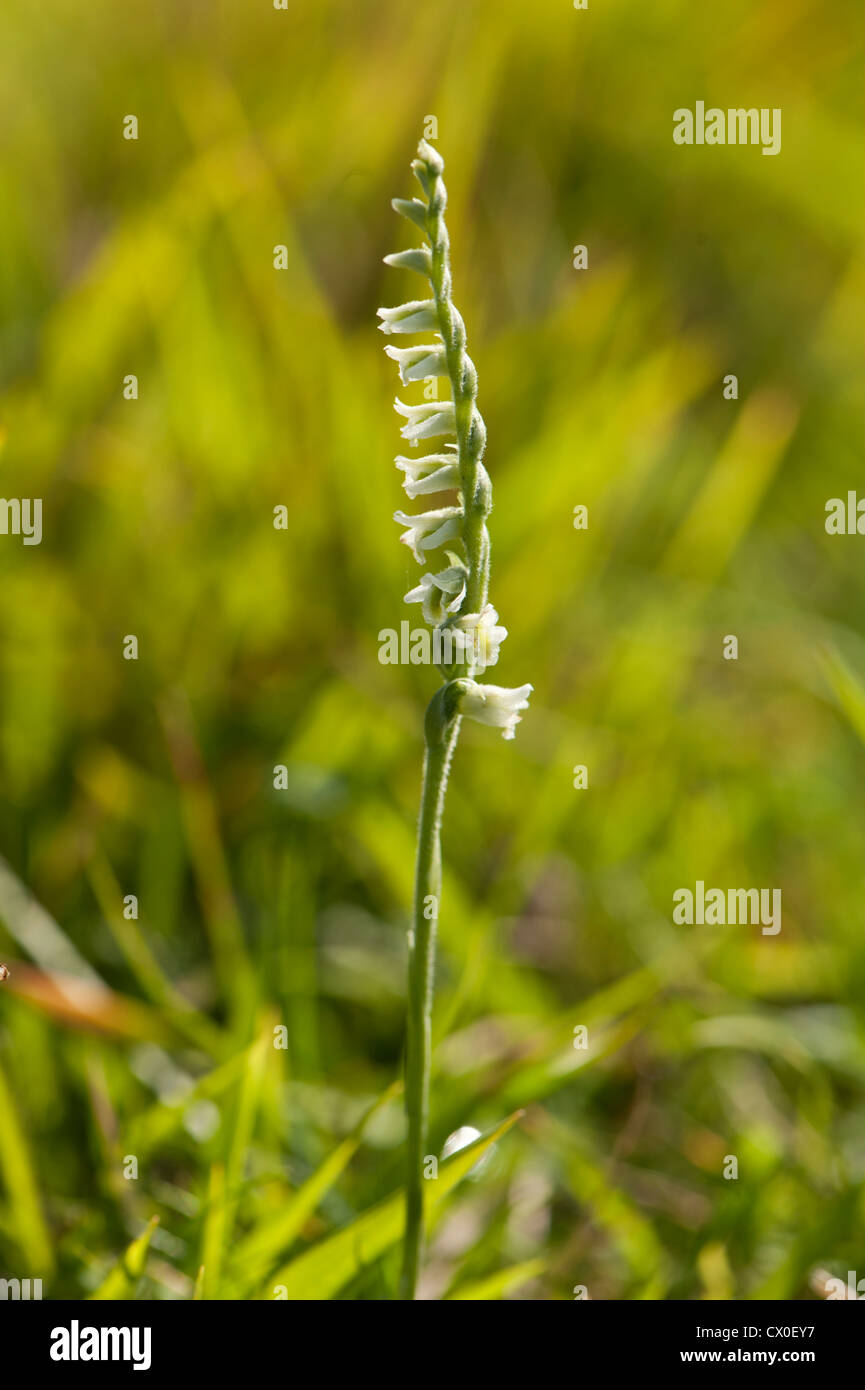 Autumn Ladie's Tresses Orchid, Spiranthes spiralis, growing in short ...