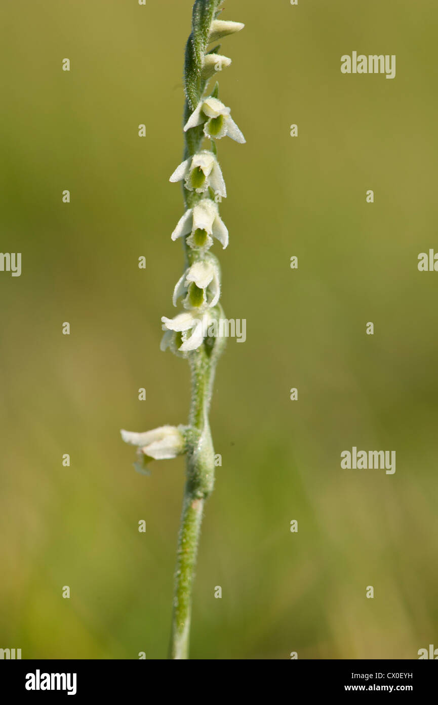 Autumn Ladie's Tresses Orchid, Spiranthes spiralis, growing in short ...