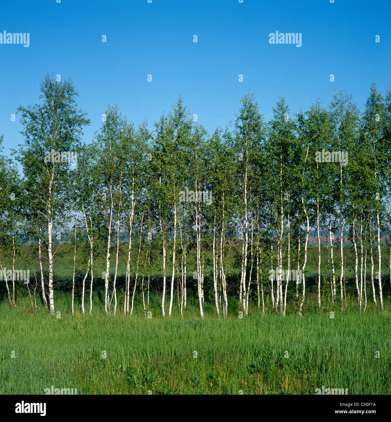Birches in a row Stock Photo - Alamy