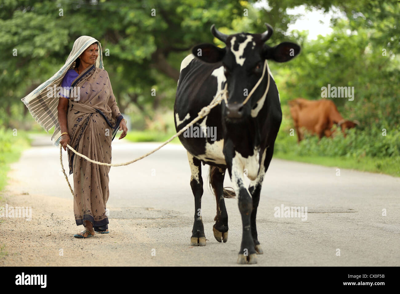 Rural woman with cow Andhra Pradesh South India Stock Photo - Alamy