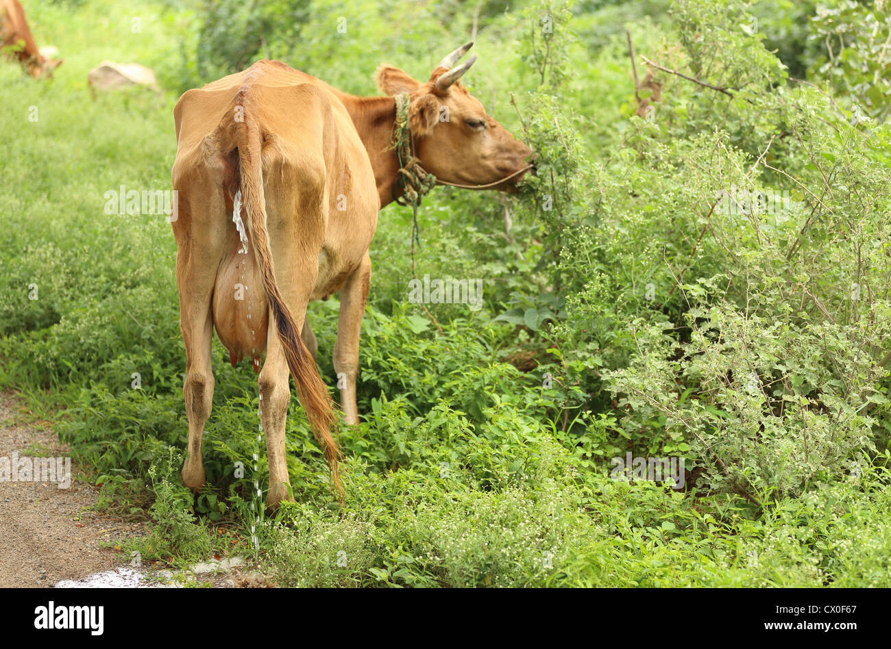 Indian cow urinating Andhra Pradesh South India Stock Photo - Alamy