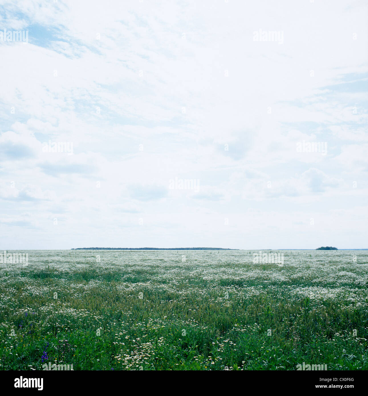 A field of camomiles Stock Photo - Alamy
