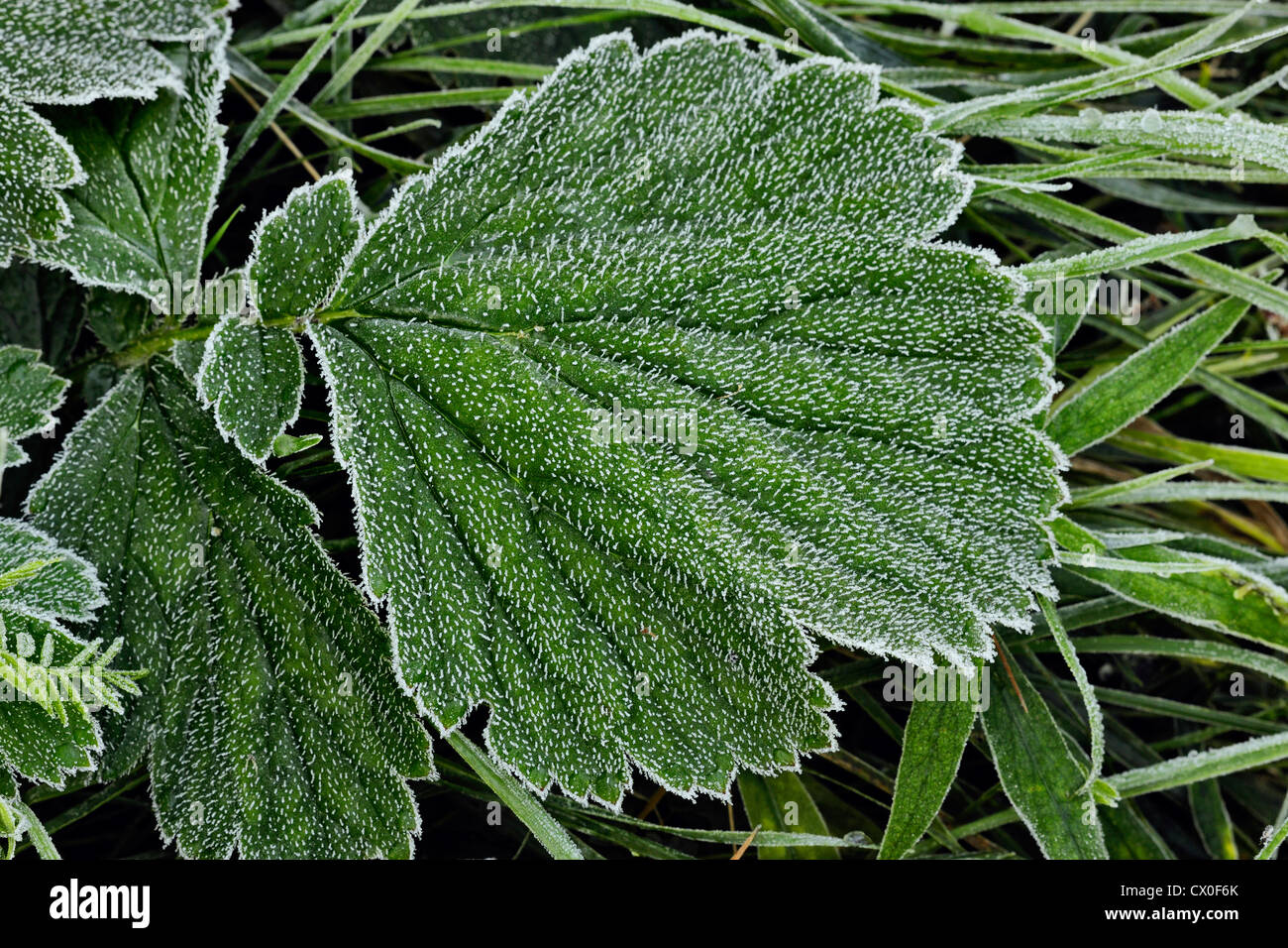 Geum leaves hi-res stock photography and images - Alamy