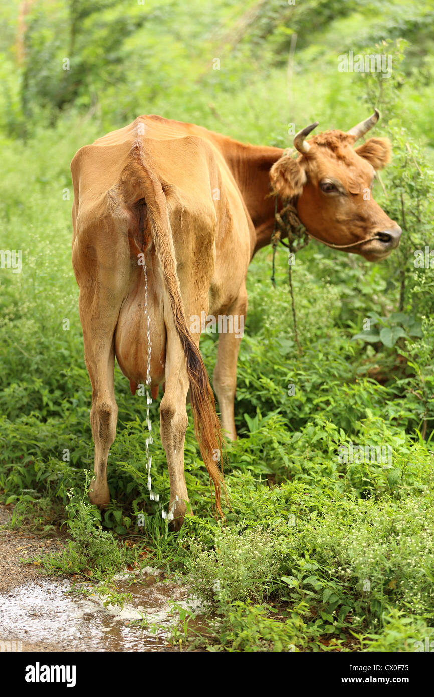 Indian cow urinating Andhra Pradesh South India Stock Photo - Alamy