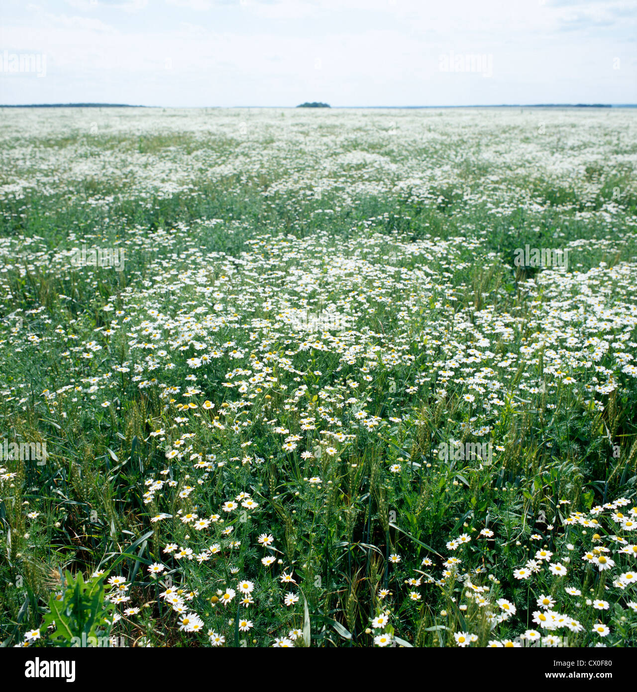 Field of camomiles hi-res stock photography and images - Alamy