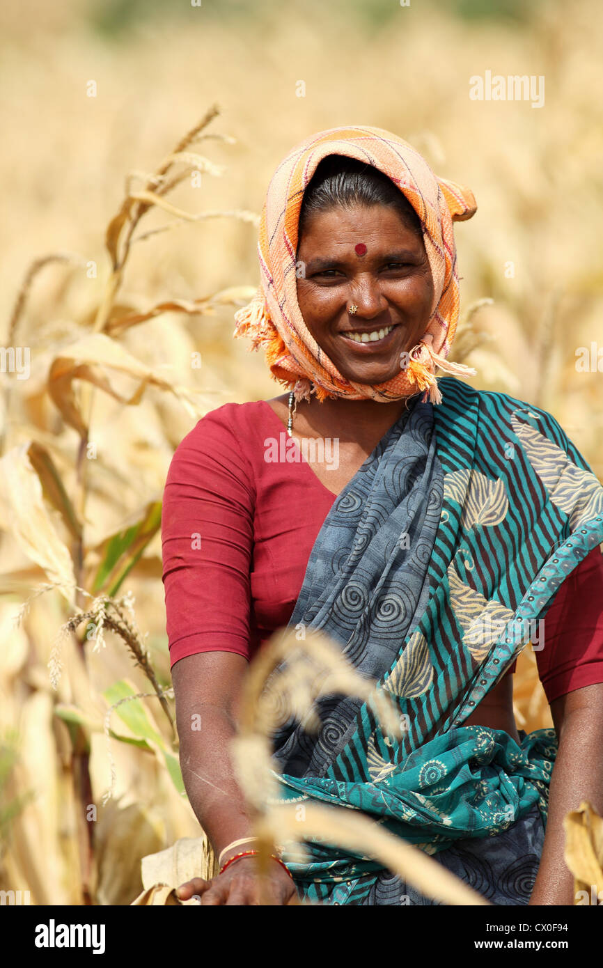 Rural woman harvesting corn Andhra Pradesh South India Stock Photo - Alamy