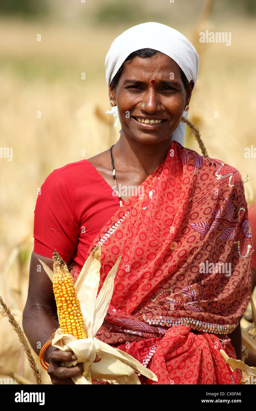 Rural woman harvesting corn Andhra Pradesh South India Stock Photo - Alamy