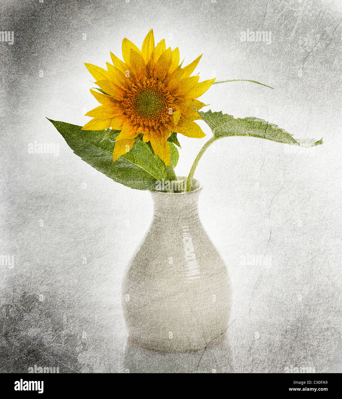 Old sunflower hi-res stock photography and images - Alamy