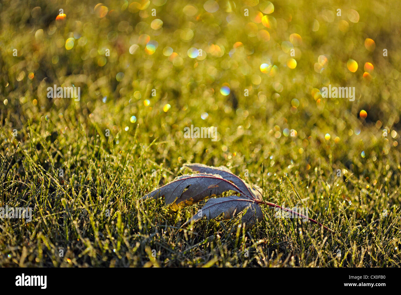 Frosted fall leaf hi-res stock photography and images - Alamy