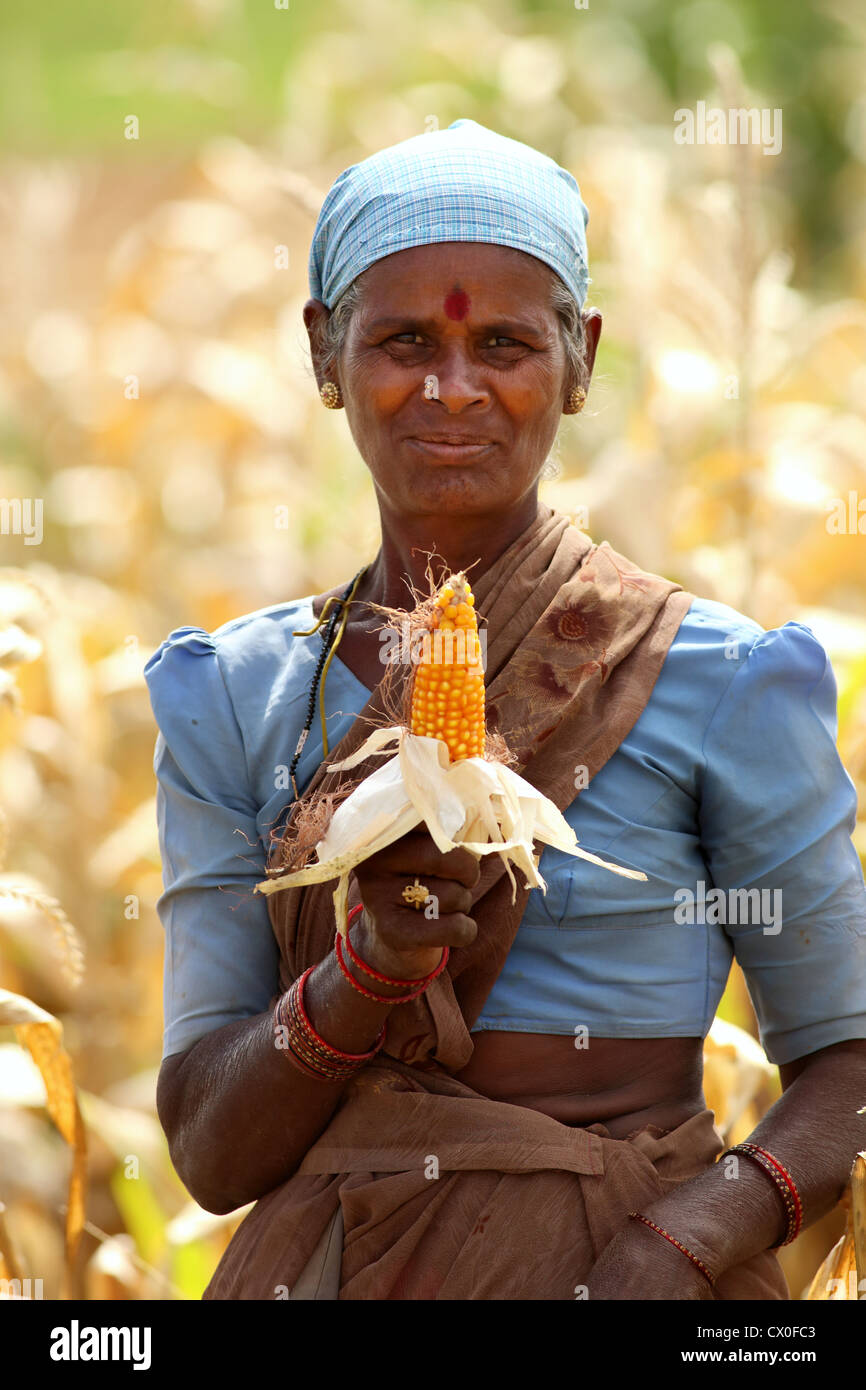 Rural woman harvesting corn Andhra Pradesh South India Stock Photo - Alamy