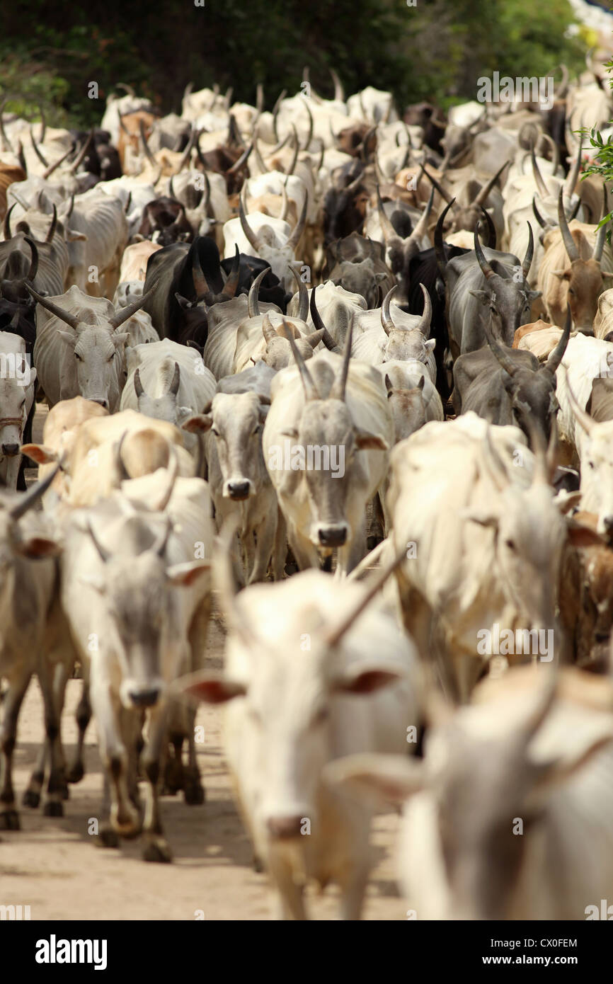 Oxes hi-res stock photography and images - Alamy