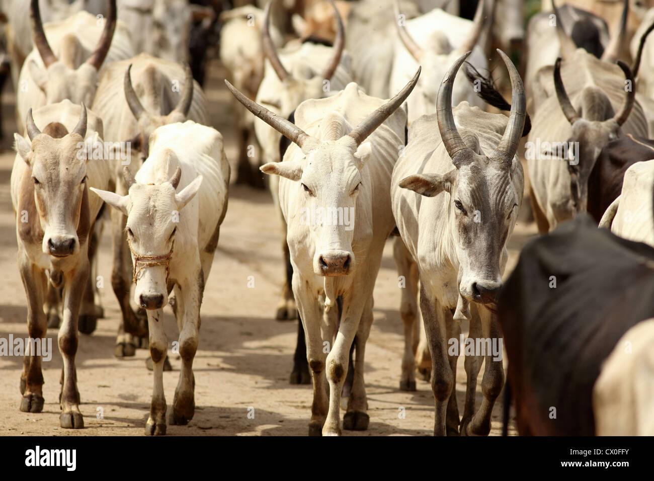 Indian ox hi-res stock photography and images - Alamy