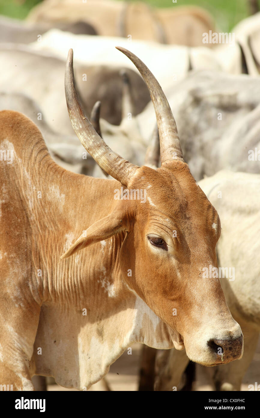 Indian ox hi-res stock photography and images - Alamy
