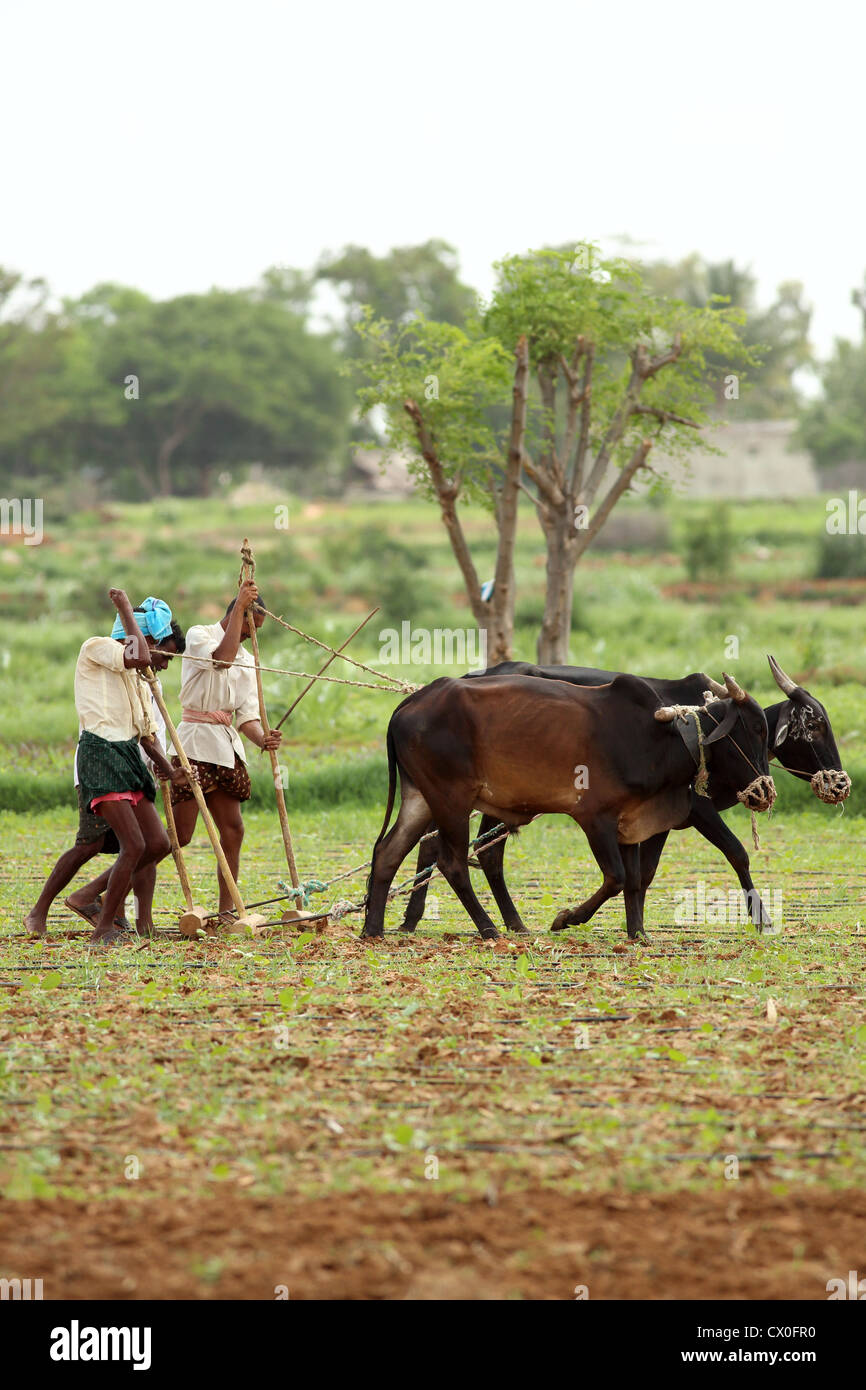 Farmers weeding hi-res stock photography and images - Alamy