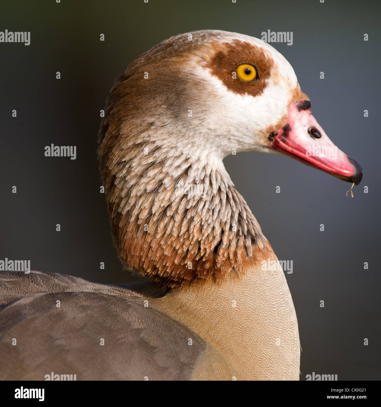 Egyptian Goose profile Stock Photo - Alamy
