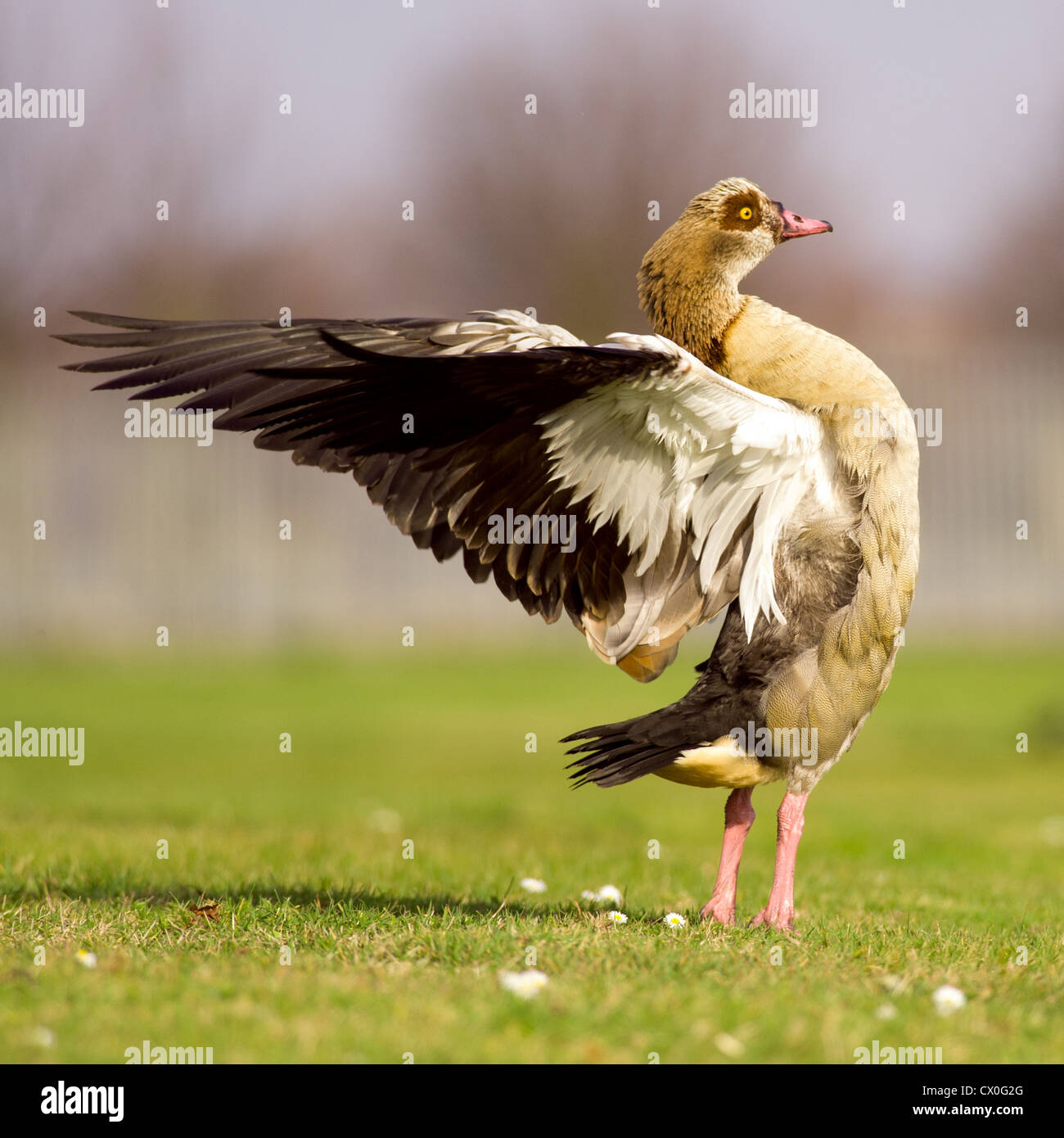 Large goose bird hi-res stock photography and images - Alamy