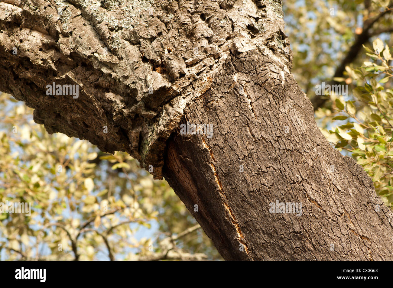 Corkwood tree commiphora spp hi-res stock photography and images - Alamy