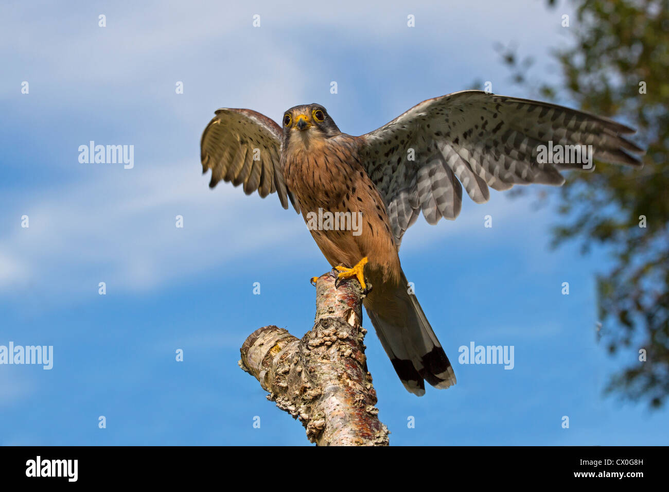 Male kestrel hi-res stock photography and images - Alamy