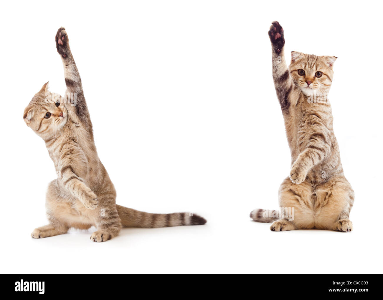 two funny kittens isolated ideal for holding something in between them ...