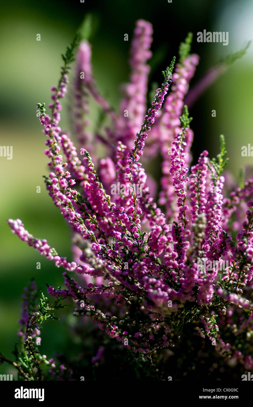 Close up shot of a Common heather (Calluna vulgaris Stock Photo - Alamy