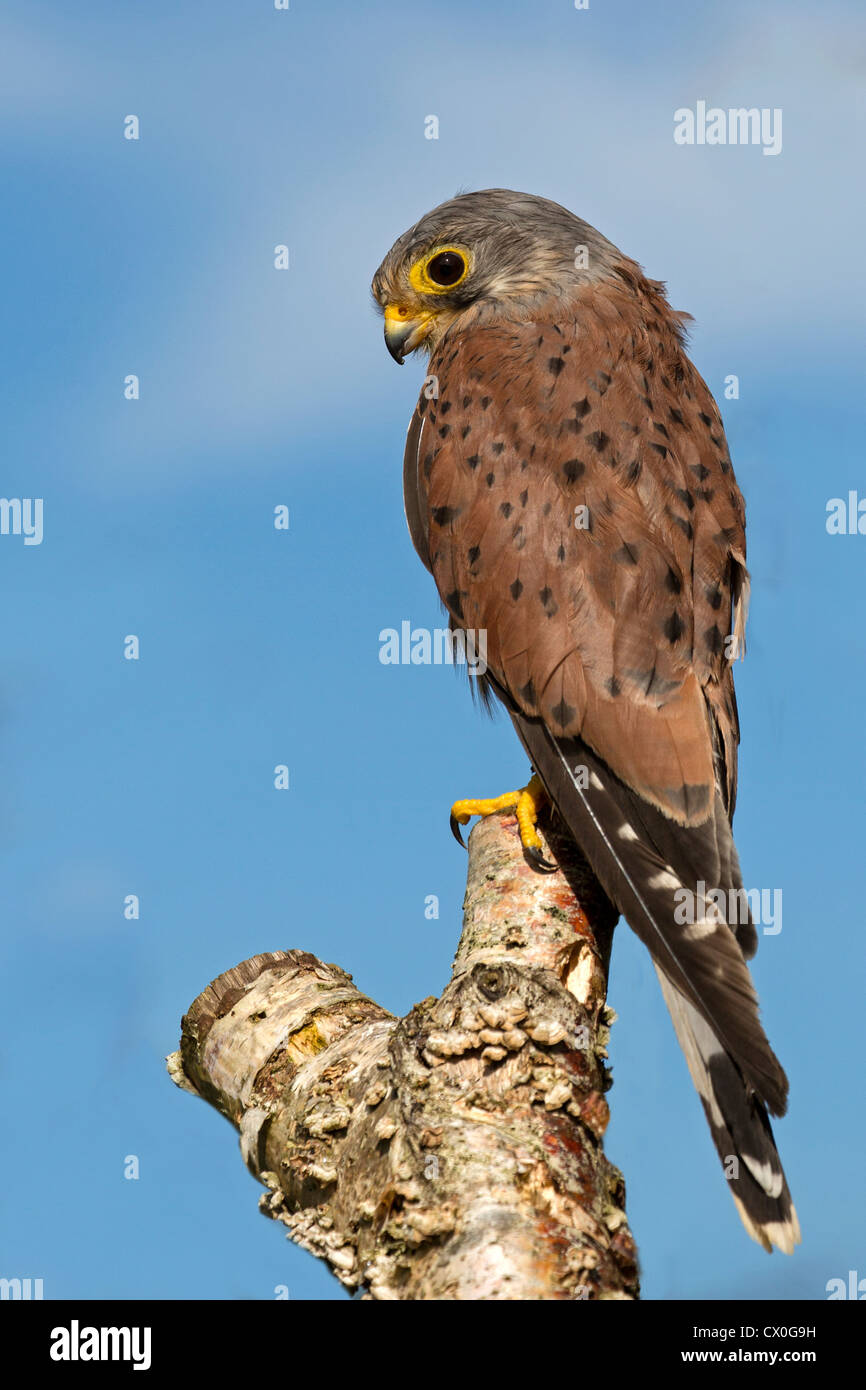 Male kestrel hi-res stock photography and images - Alamy