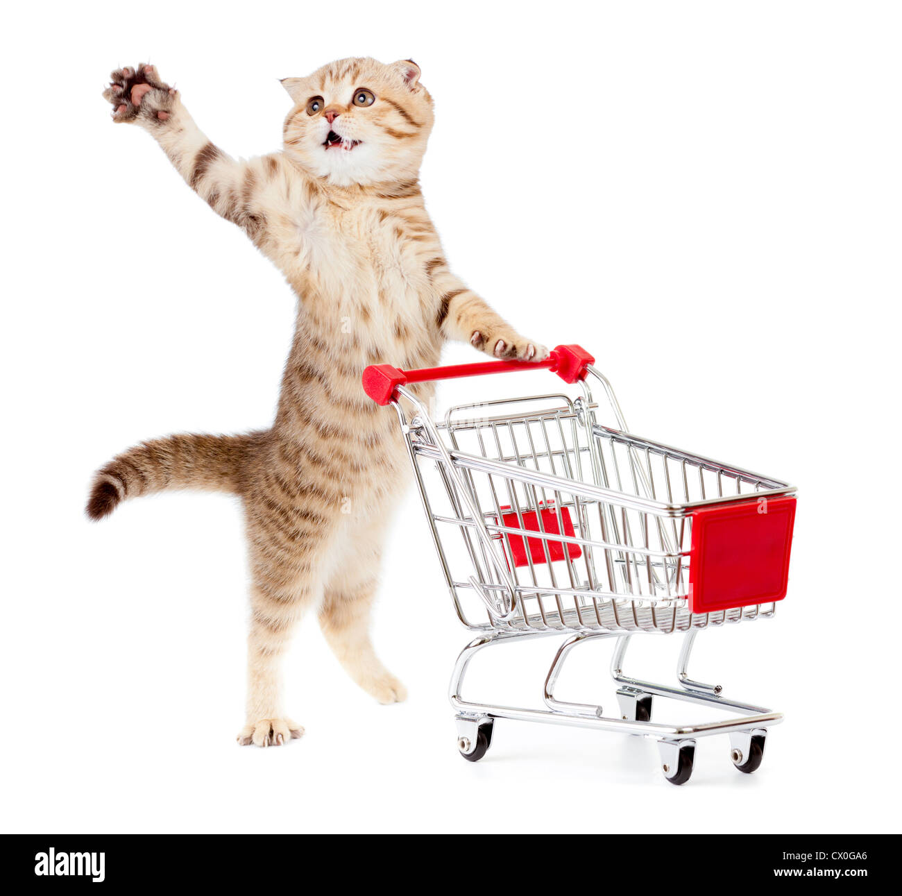 cat with shopping cart isolated on white Stock Photo - Alamy