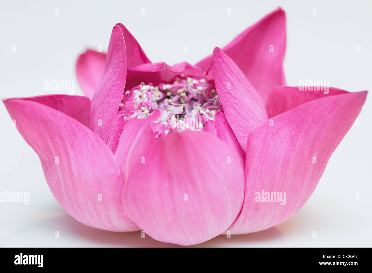 Bright Pink Lotus Flower Stock Photo - Alamy