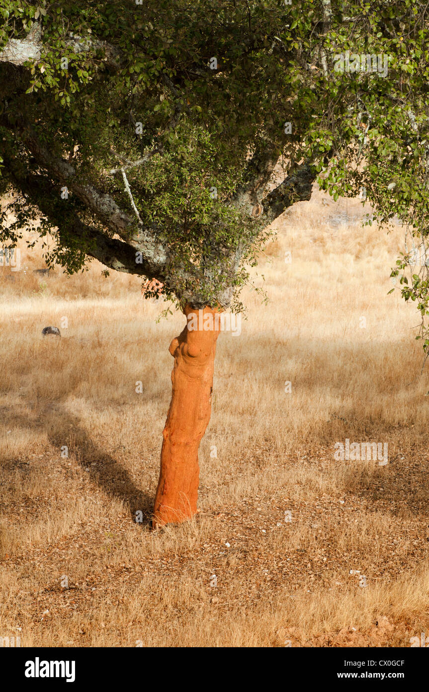 Corkwood tree commiphora spp hi-res stock photography and images - Alamy