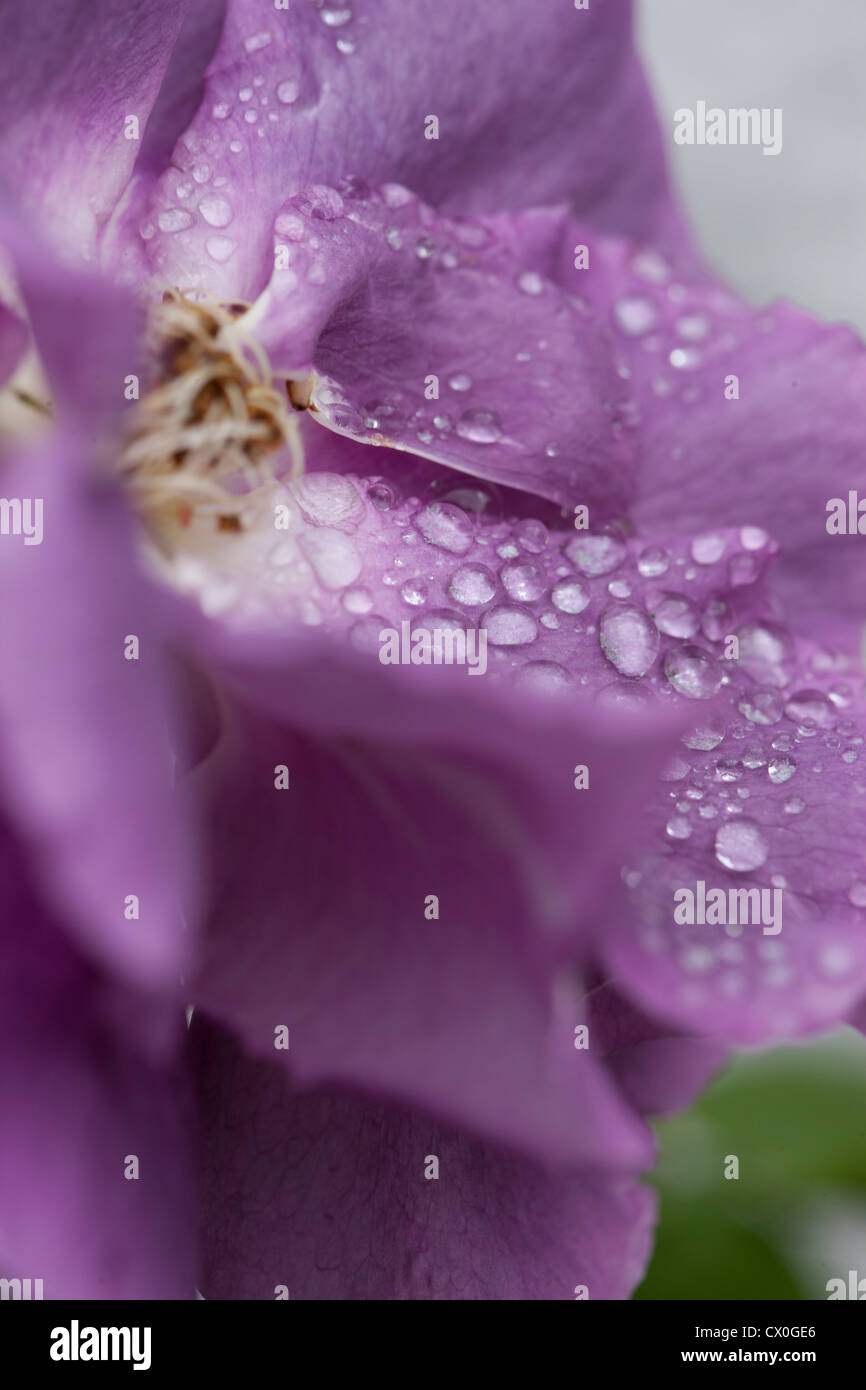 Rain Drops on Purple Rose Petals Stock Photo - Alamy
