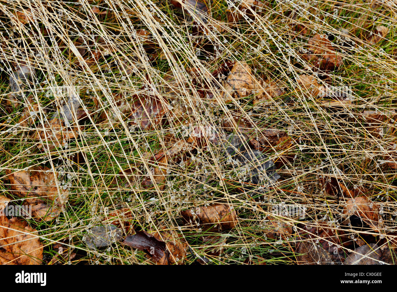 Stalks plants color hi-res stock photography and images - Alamy