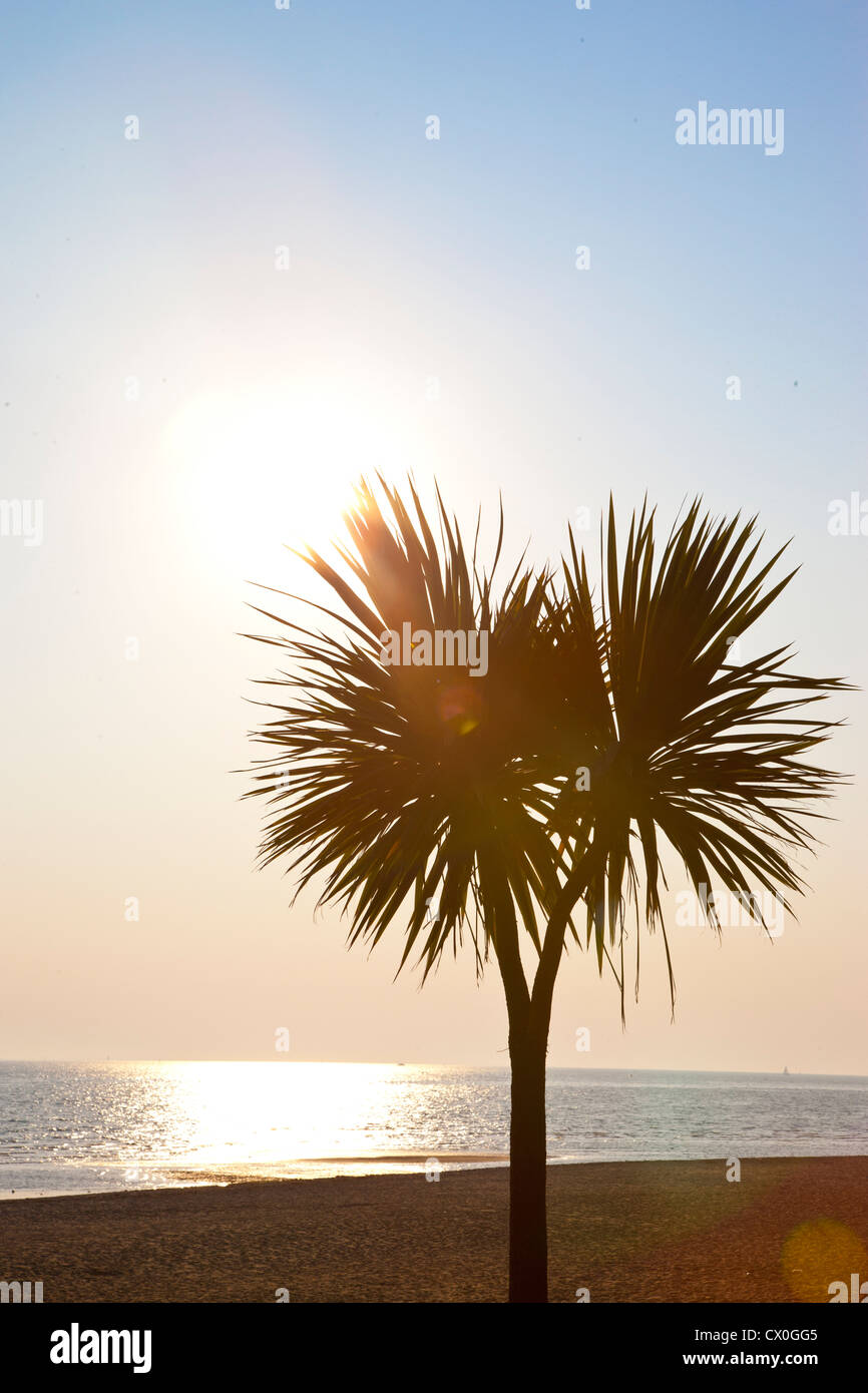 Palm Tree on Empty Beach Stock Photo - Alamy