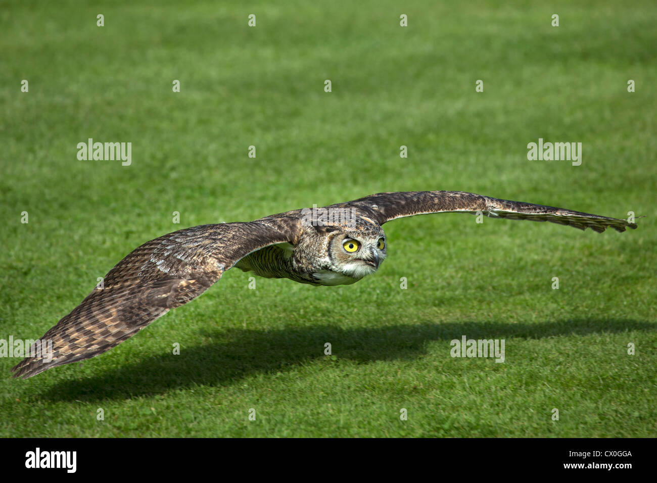 Great Horned Owl in flight Stock Photo - Alamy