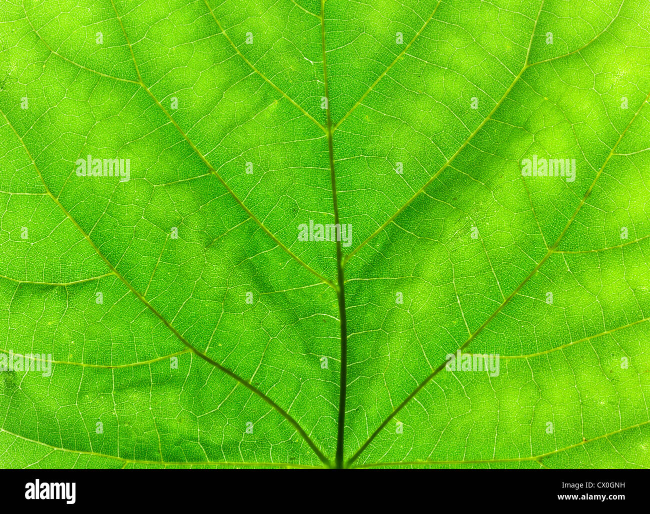 macro of green Tilia tree leaf, lit from behind Stock Photo - Alamy