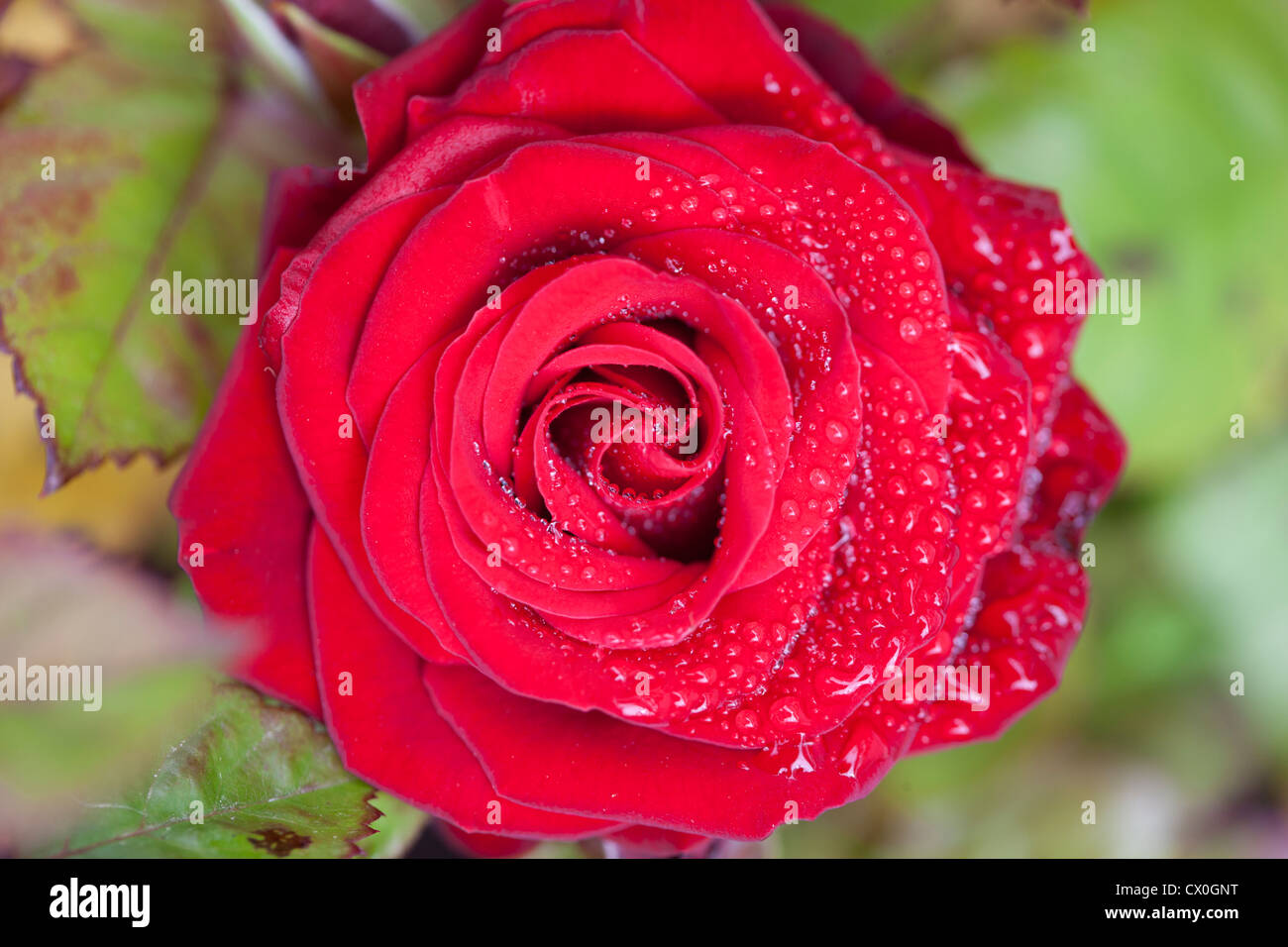 Red rose with rain drops hi-res stock photography and images - Alamy