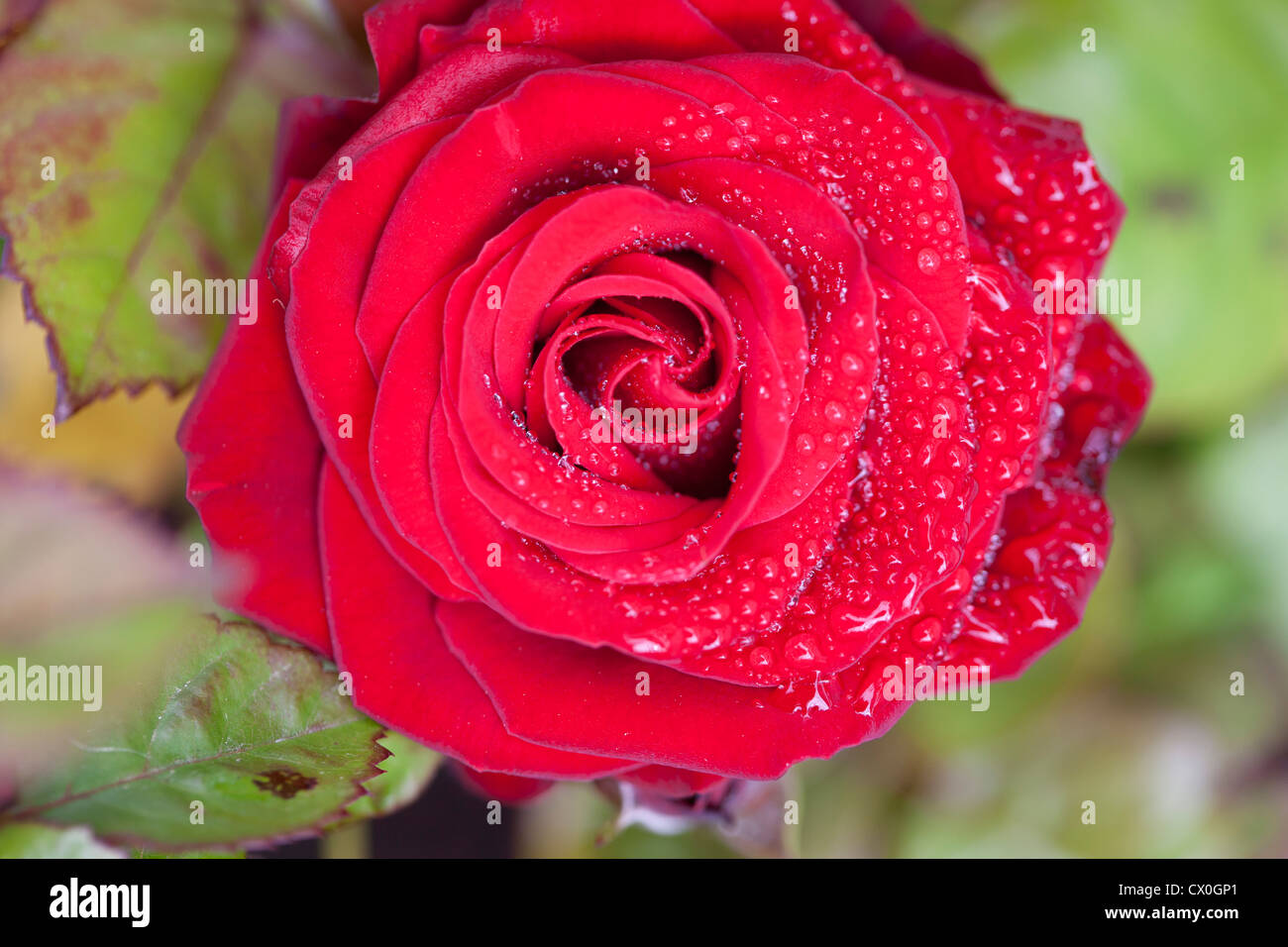 Red rose with rain drops hi-res stock photography and images - Alamy