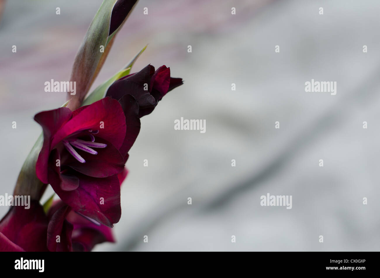 A stem of burgundy-crimson Gladiola - Gladiolus Iridaceae with soft ...