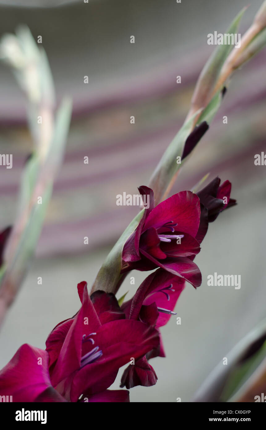 Stem of burgundy-maroon with crimson and purple highlights on grey with ...
