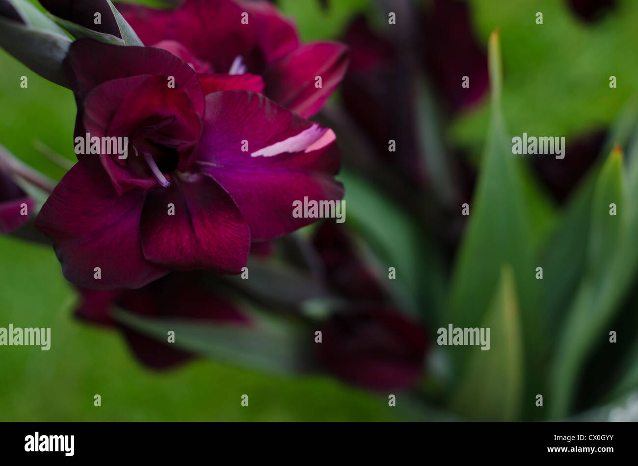 Looking down on burgundy -maroon Gladiola-gladioli, with crimson ...