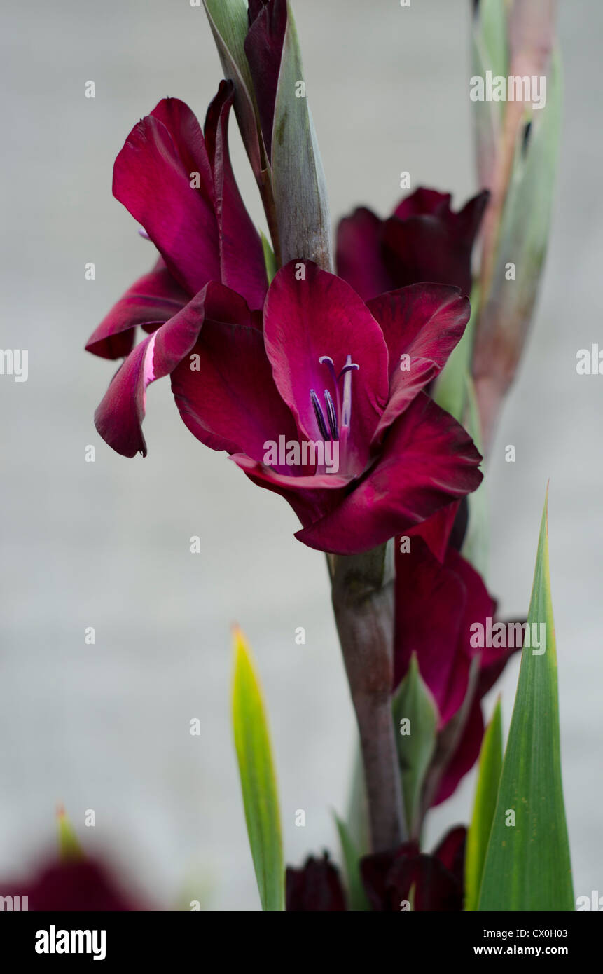 Stems of deep burgundy-Gladiola-Gladioli-Gladiolus stems Stock Photo ...