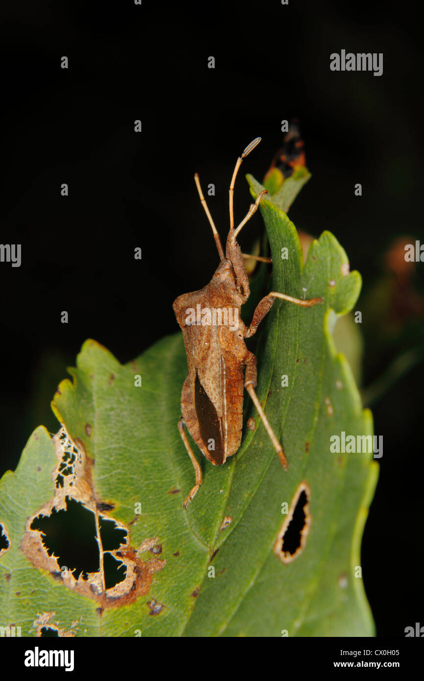 Dock bug (Coreus marginatus) on a leaf Stock Photo - Alamy