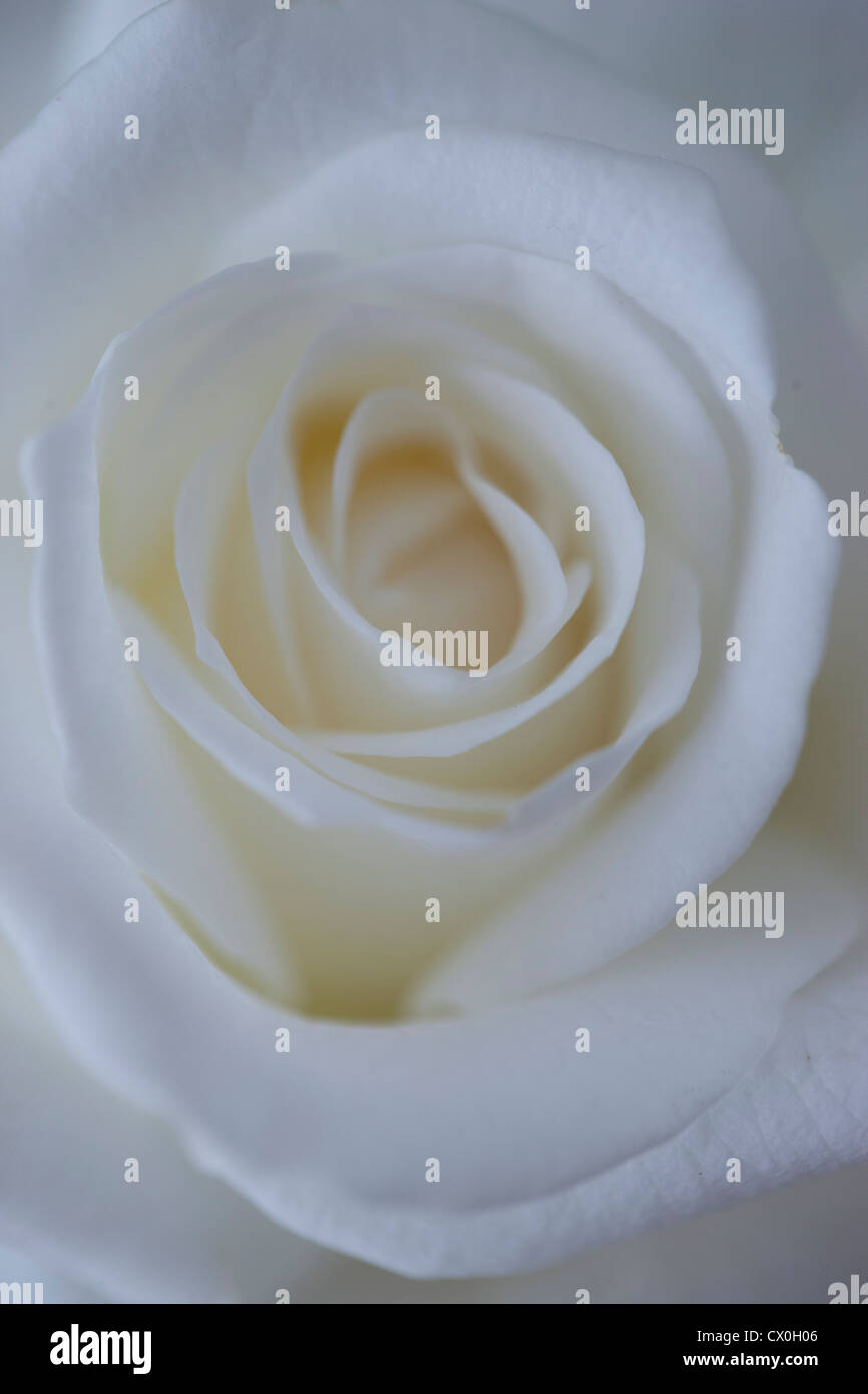 Perennial Rose High Resolution Stock Photography and Images - Alamy