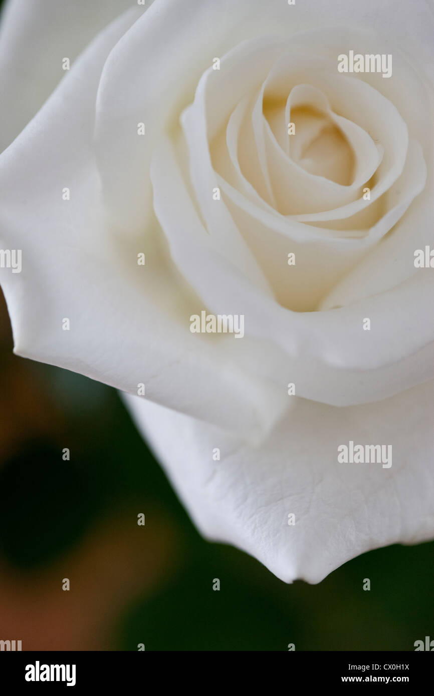 Perennial Rose High Resolution Stock Photography and Images - Alamy