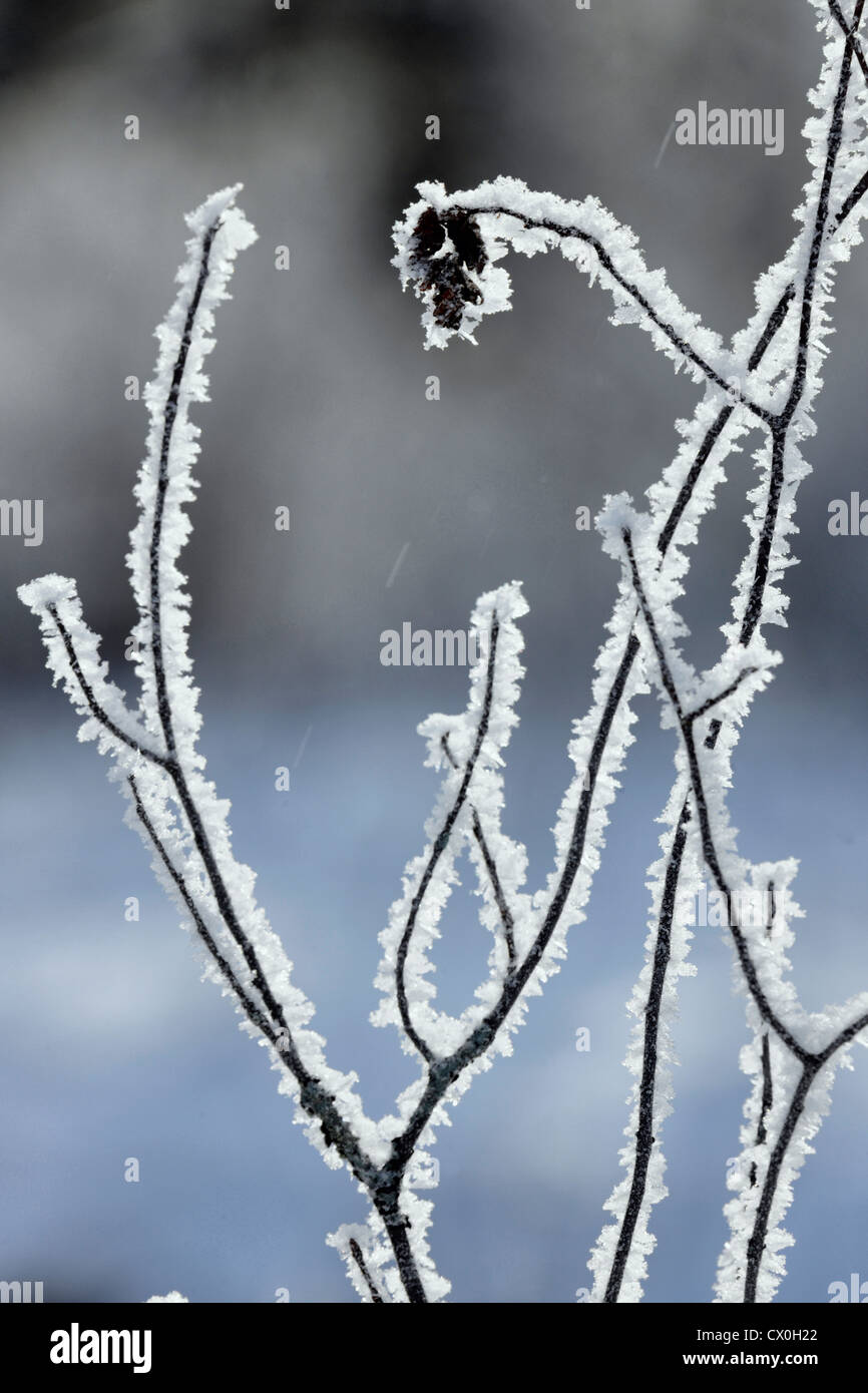 Hoarfrost on aspen tree hi-res stock photography and images - Alamy