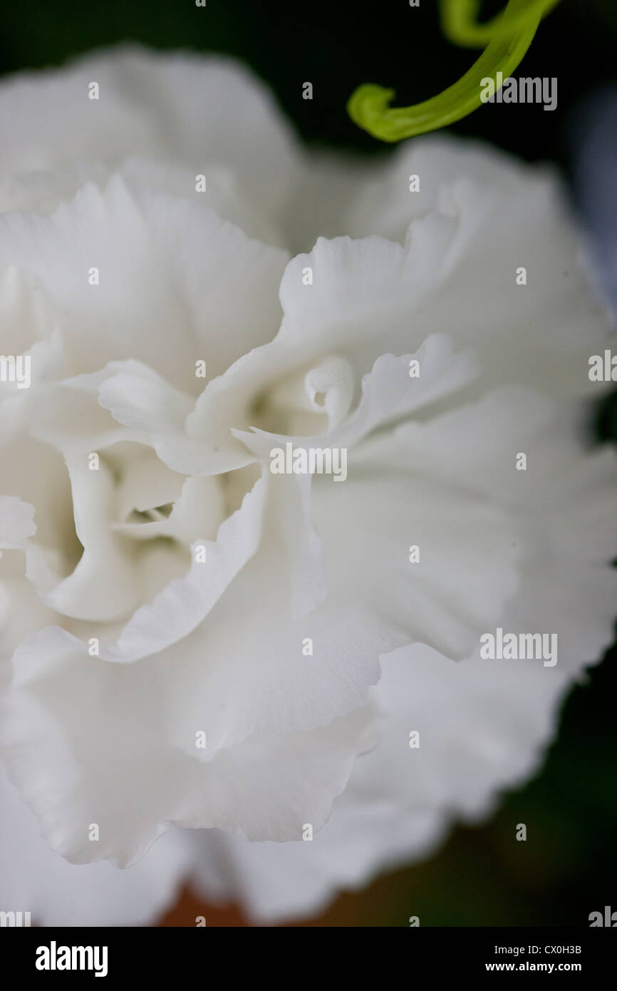 White Carnation High Resolution Stock Photography and Images - Alamy
