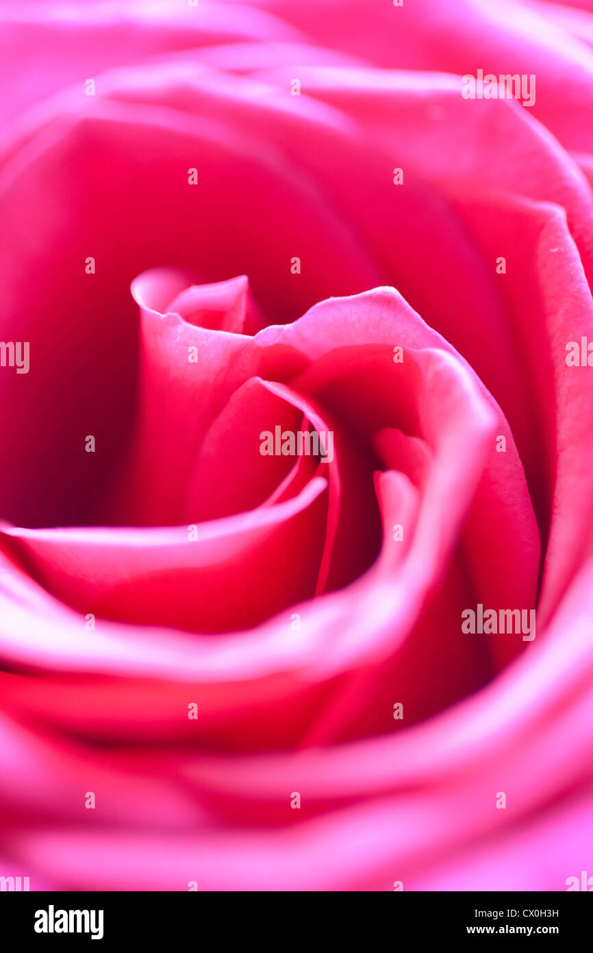 Rose Pink Petals High Resolution Stock Photography and Images - Alamy