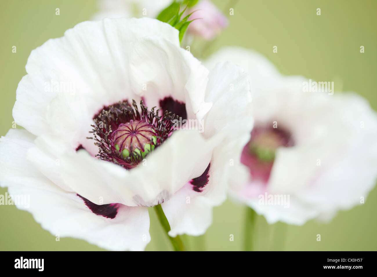 Purple Poppies High Resolution Stock Photography and Images - Alamy