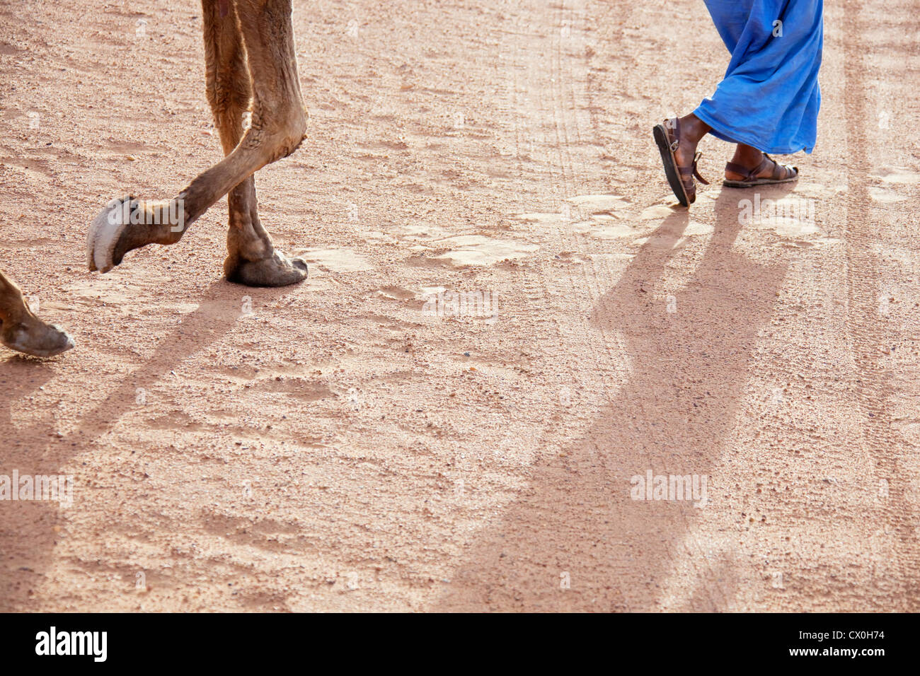 Camel leg legs hi-res stock photography and images - Alamy
